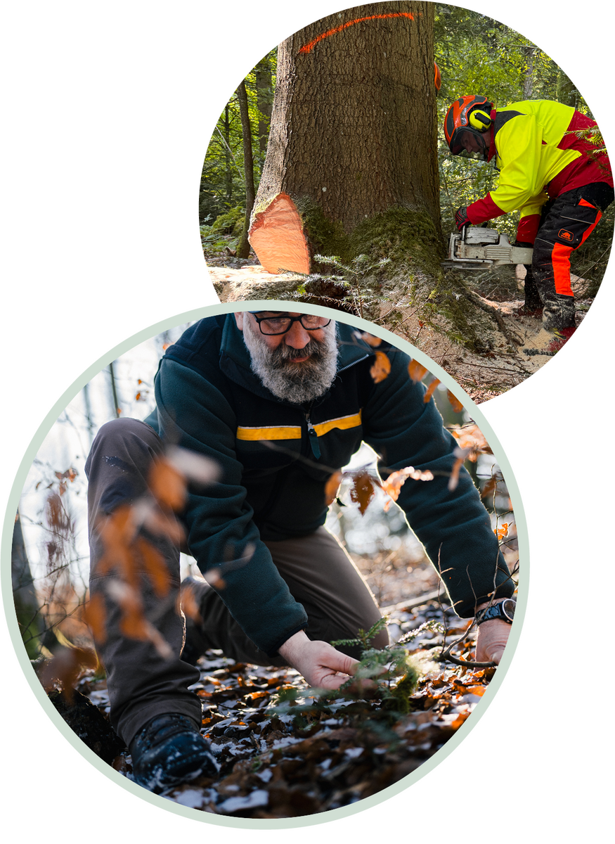Start - Klimapositive Waldwirtschaft